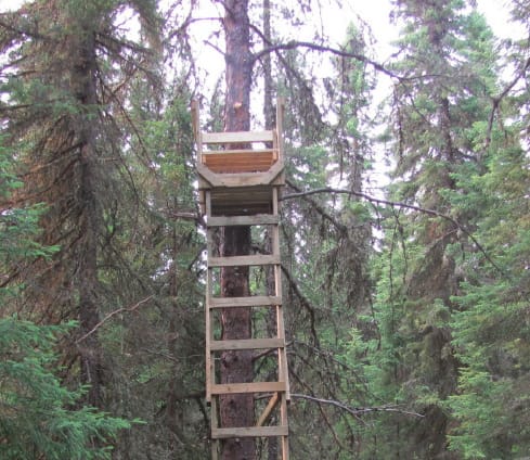 Guided Spring & Fall Bear Hunt | Northern Ontario | Thunderstock Outfitters