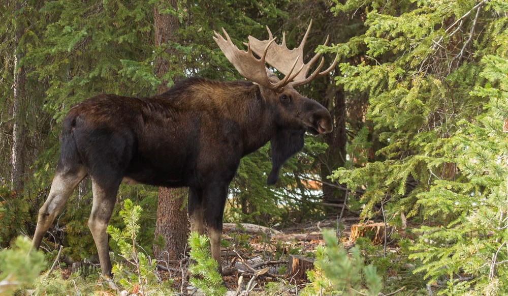Moose Hunt | Thunderstock Outfitters